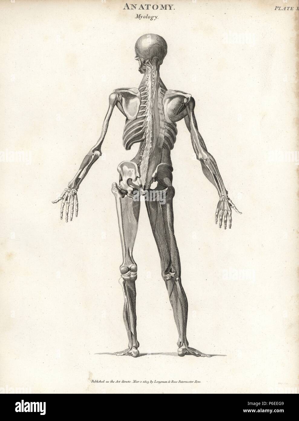 Myology hi-res stock photography and images - Alamy