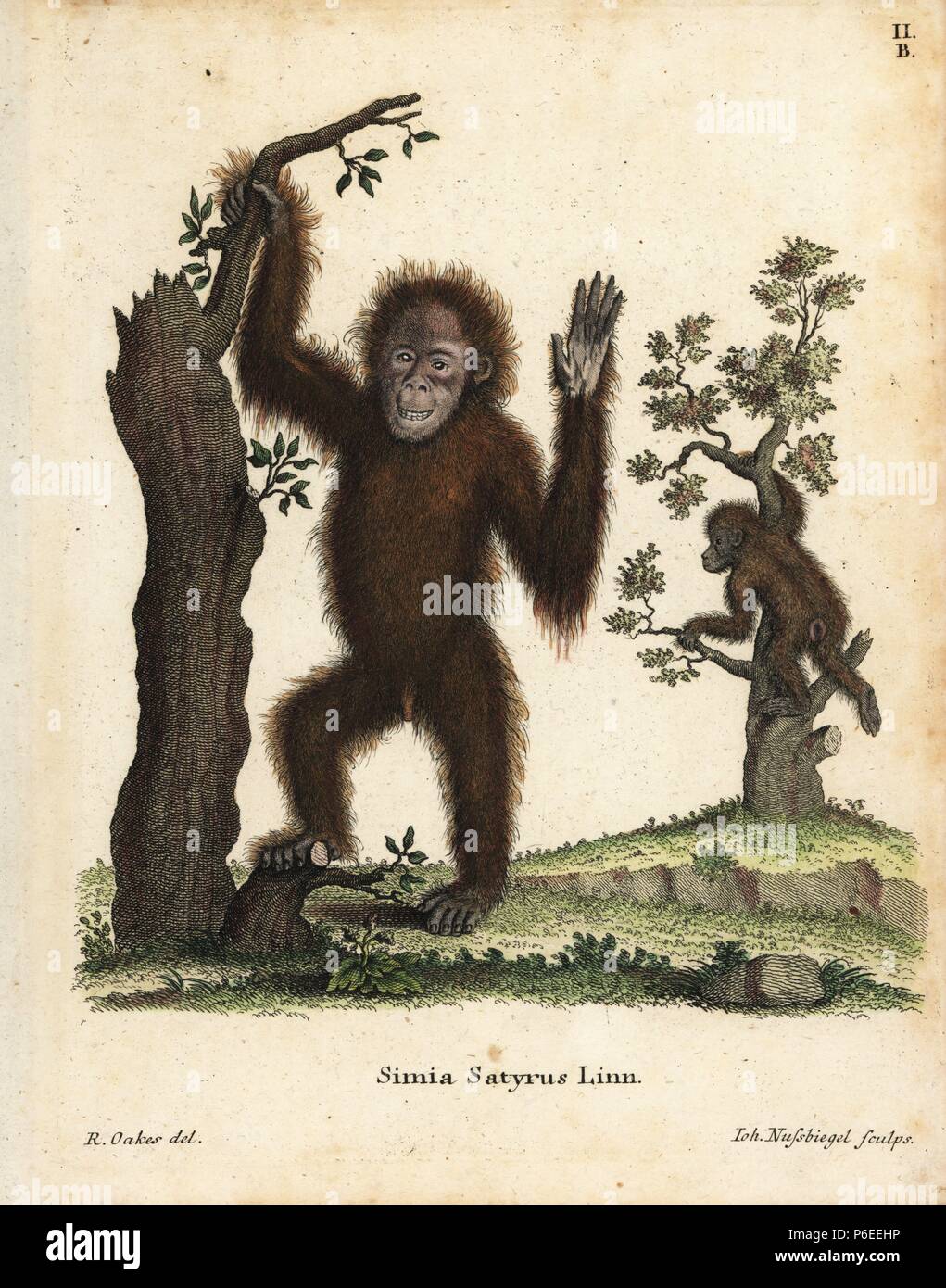 Sumatran orangutan, Pongo abelii. Critically endangered. Handcoloured ...