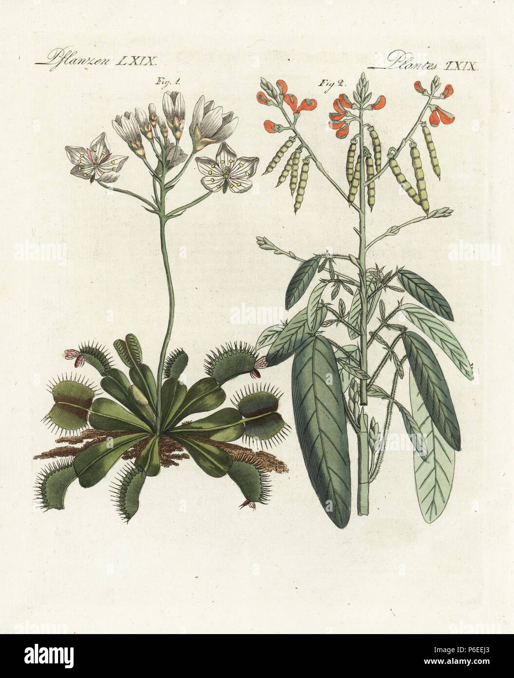 Venus Flytrap Illustration Stock Photos & Venus Flytrap Illustration ...