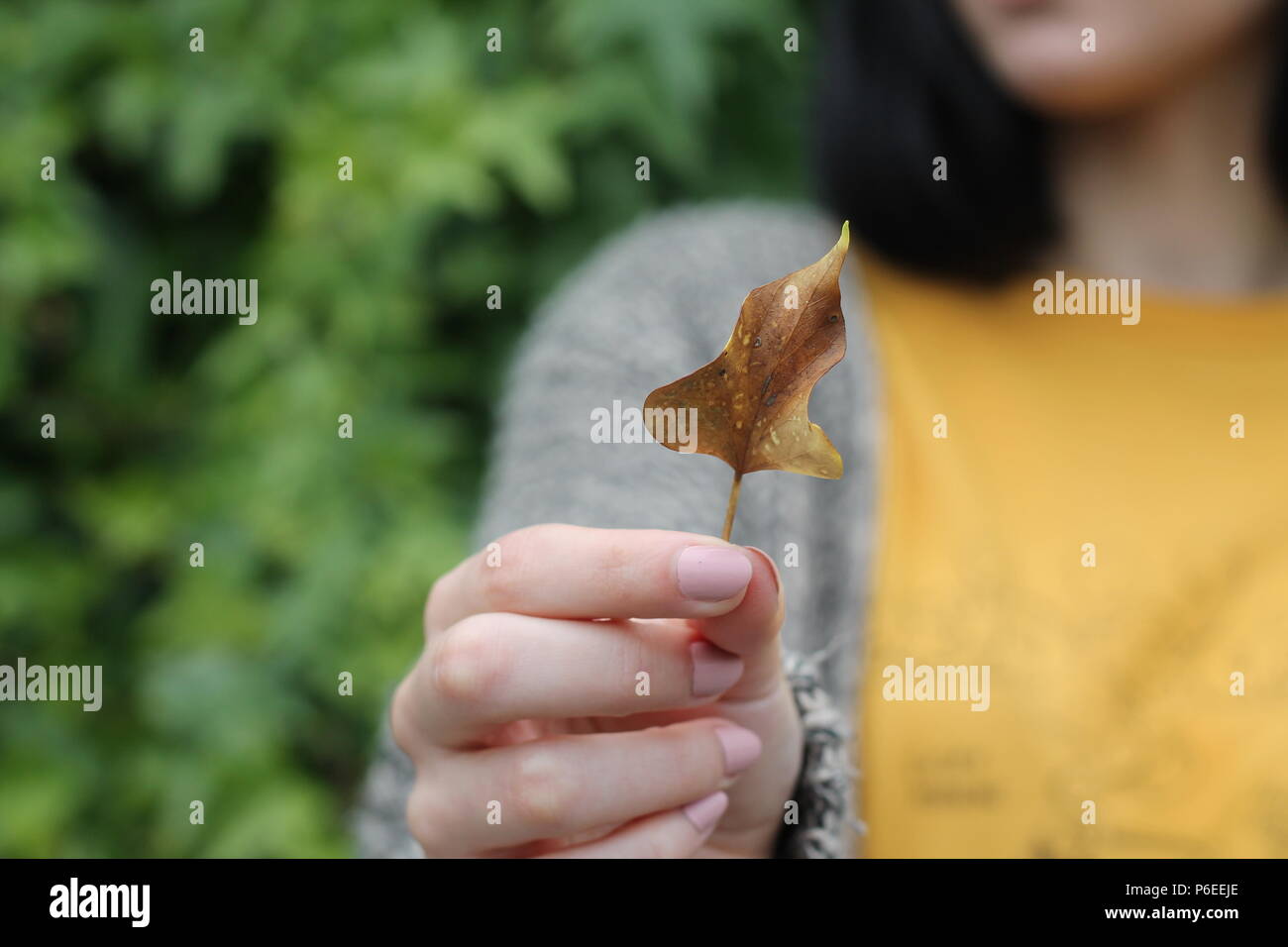 Lip leaf hi-res stock photography and images - Alamy