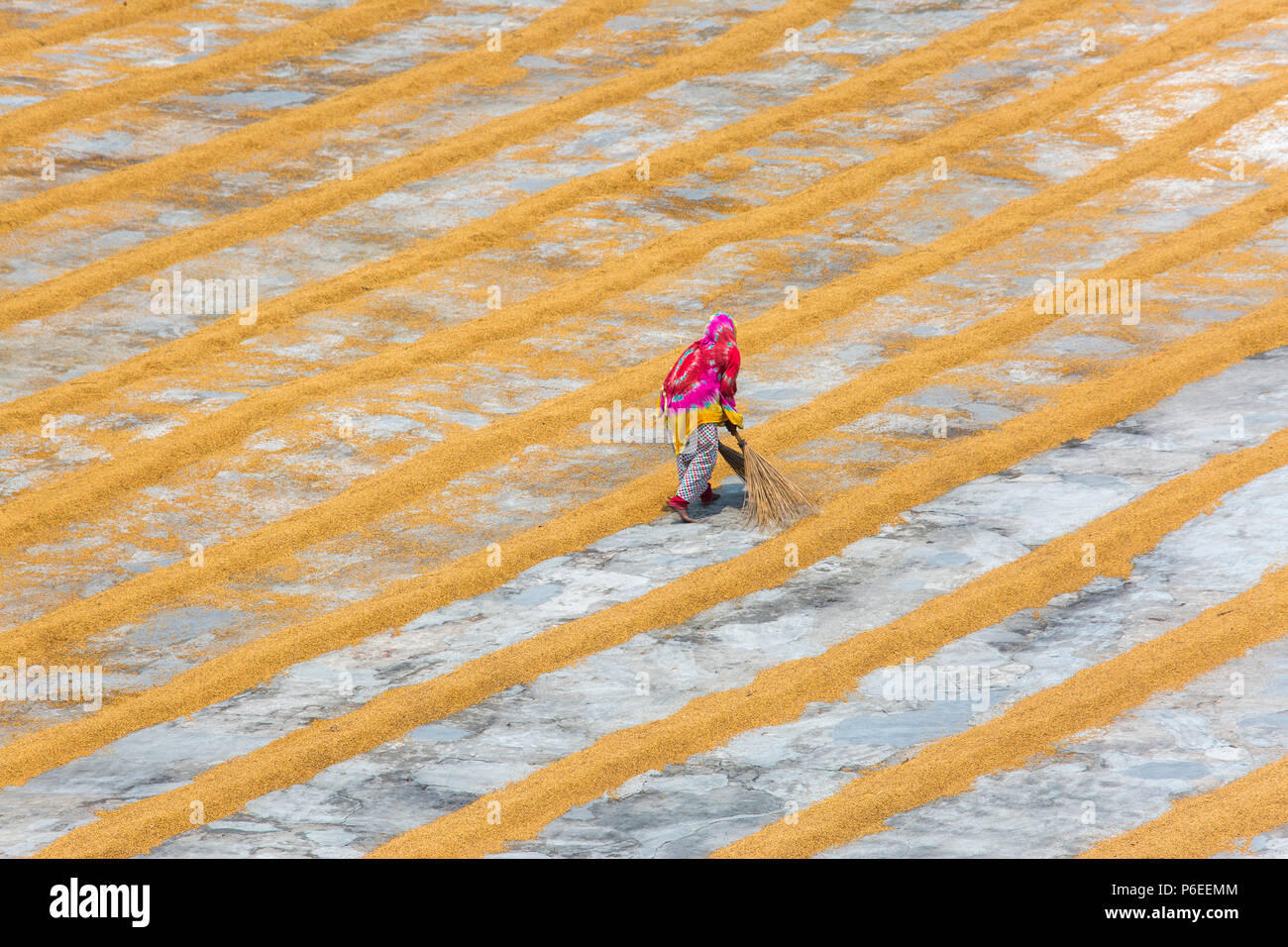 The labor women row rows of rice at Ishwardi Upazila, Pabna District in ...