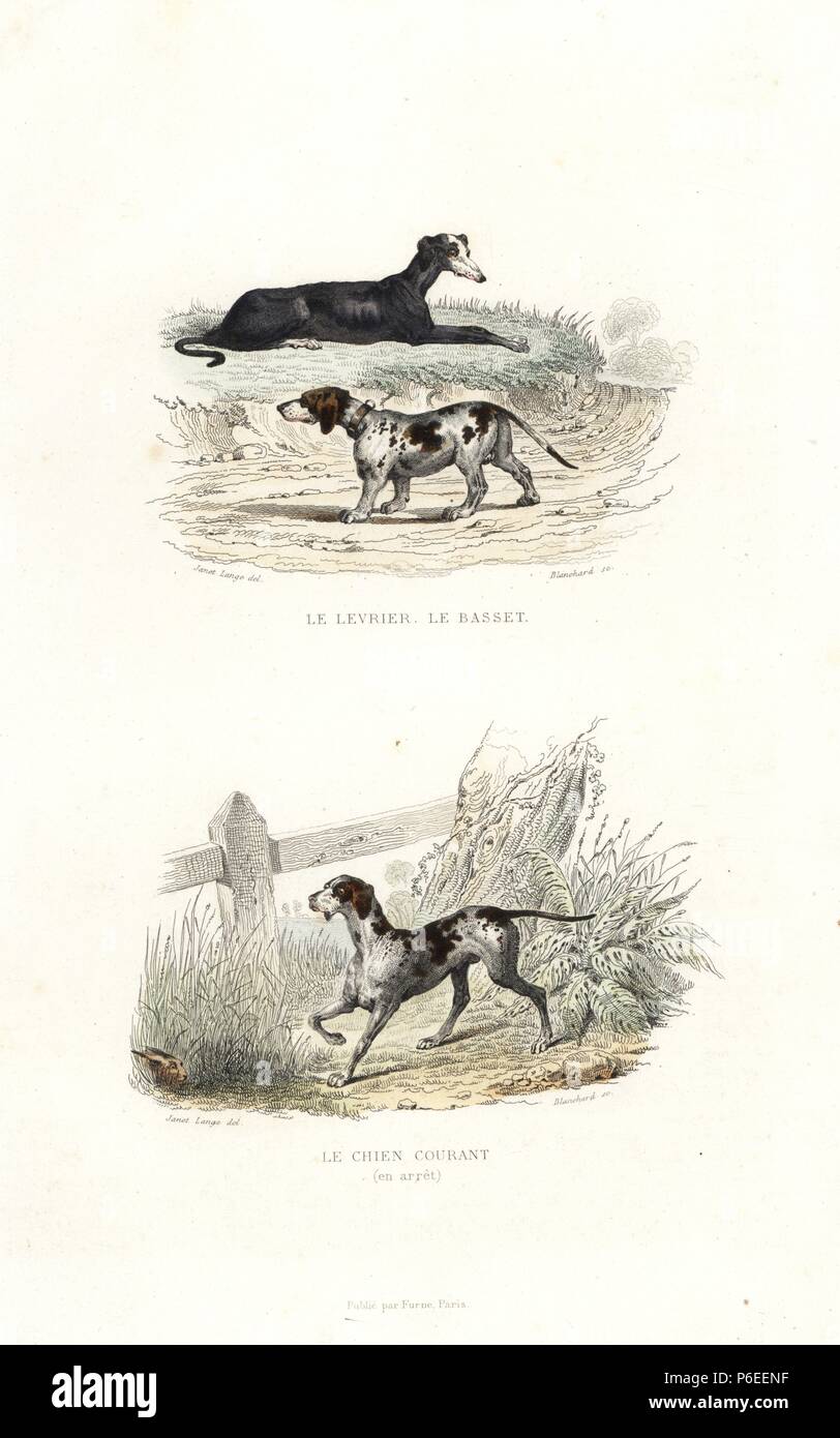 Whippet, basset hound, and hunting dog, Canis lupus familiaris ...