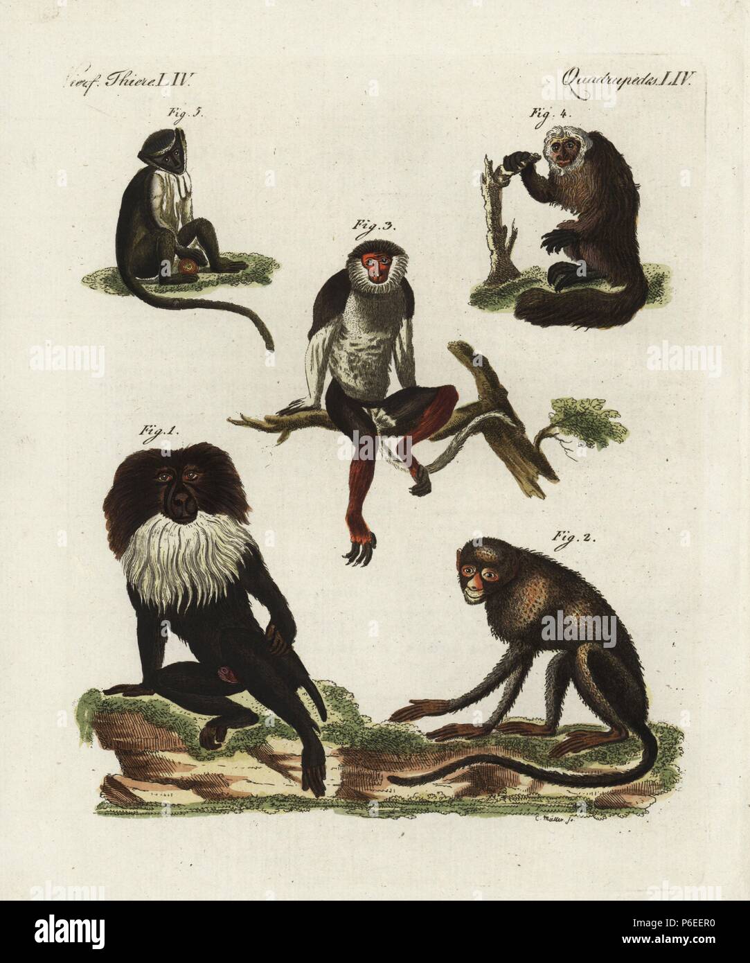 Lion-tailed macaque, Macaca silenus endangered 1, greater spot-nosed ...
