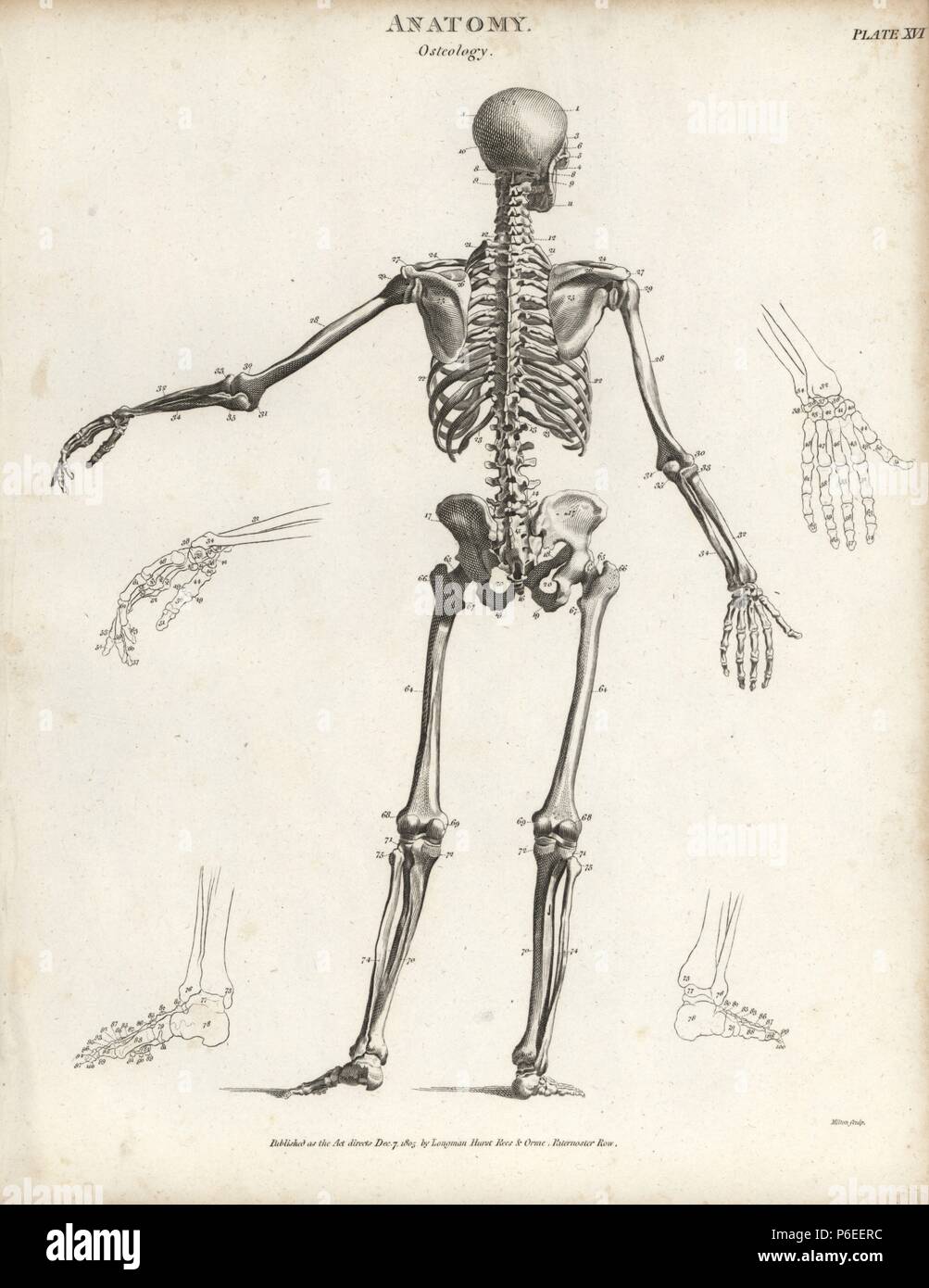 Human skeleton from the back. Copperplate engraving by Milton from ...