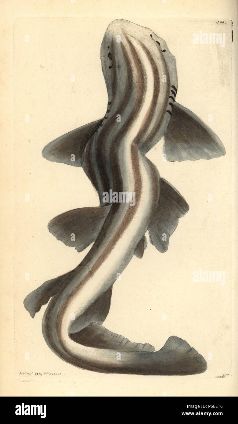 Pyjama shark or striped cat shark, Poroderma africanum. Near threatened ...