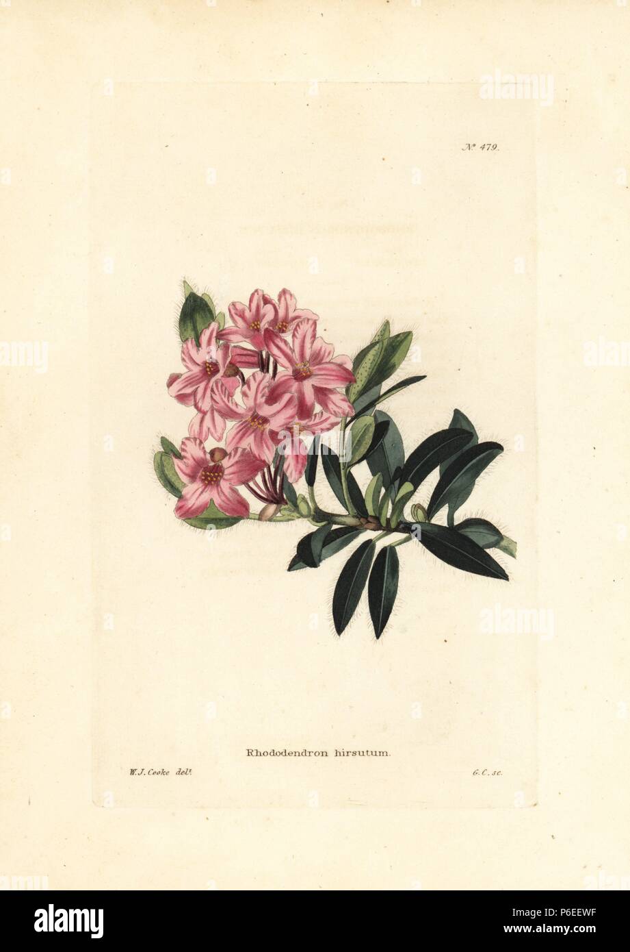 Hairy alpenrose, Rhododendron hirsutum. Handcoloured copperplate ...