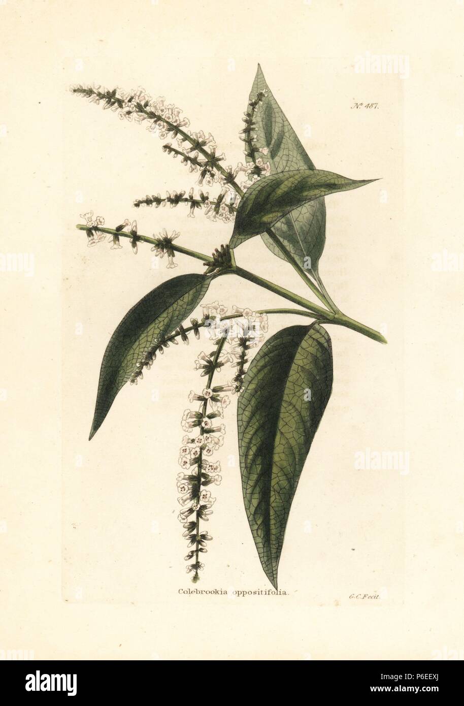 Pansra or binda, Colebrookia oppositifolia, Indian shrub. Handcoloured ...