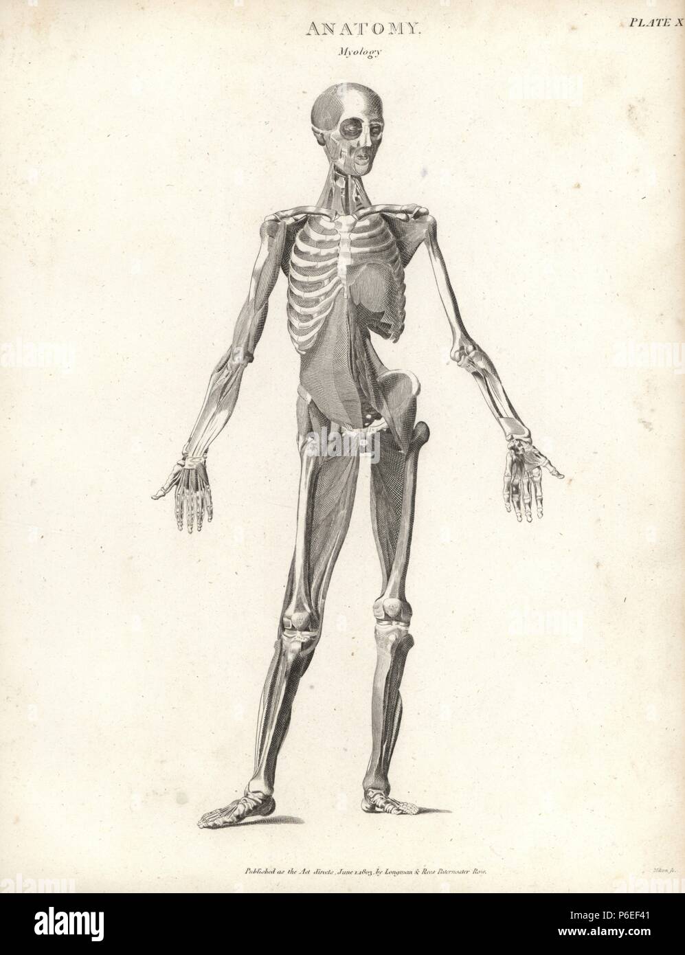 Musculatura musculatura hi-res stock photography and images - Alamy