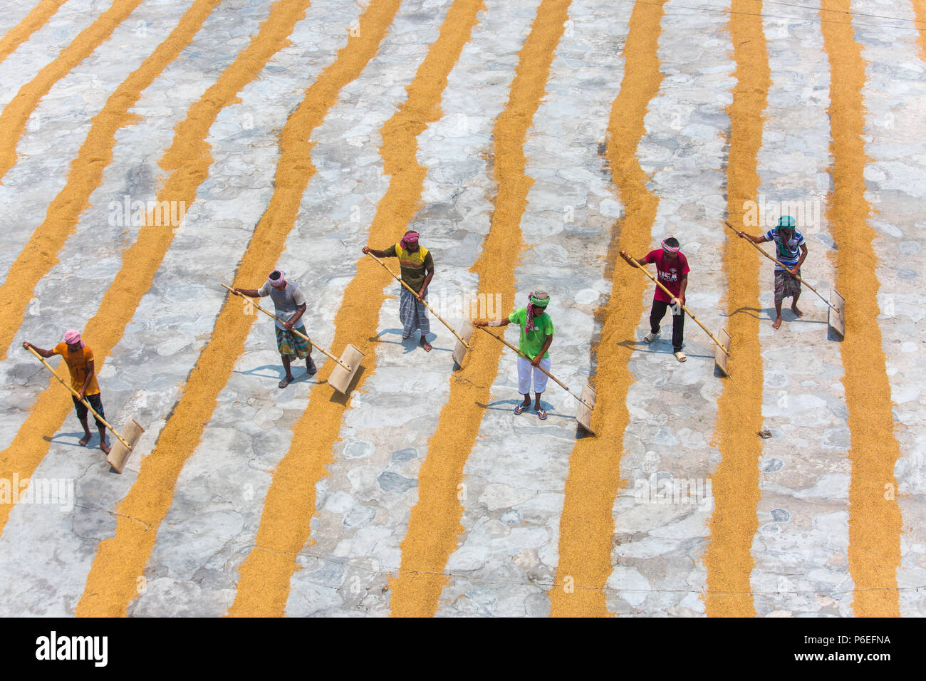 Very hot sun drying rice hi-res stock photography and images - Alamy