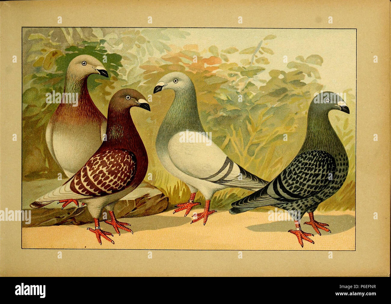 Deutsch: . 1906 73 Schachtzabel 1906 Tafel 15 Stock Photo - Alamy