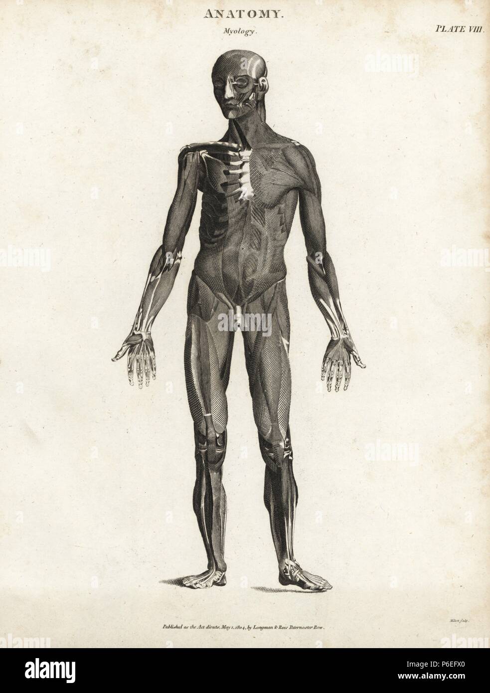 Musculatura musculatura hi-res stock photography and images - Alamy