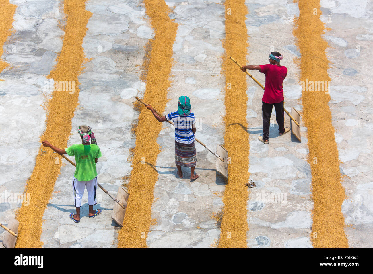 Very hot sun drying rice hi-res stock photography and images - Alamy