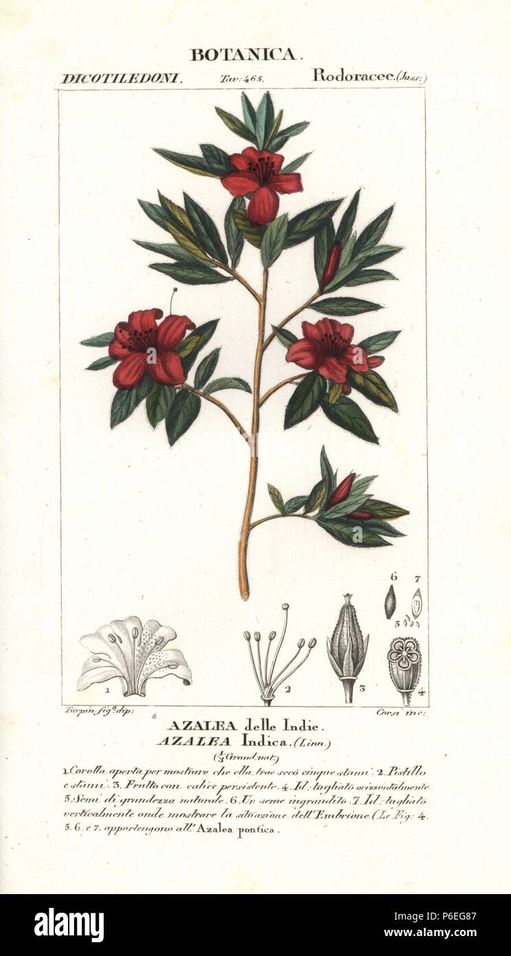 Azalea indica. Handcoloured copperplate stipple engraving from Jussieu ...