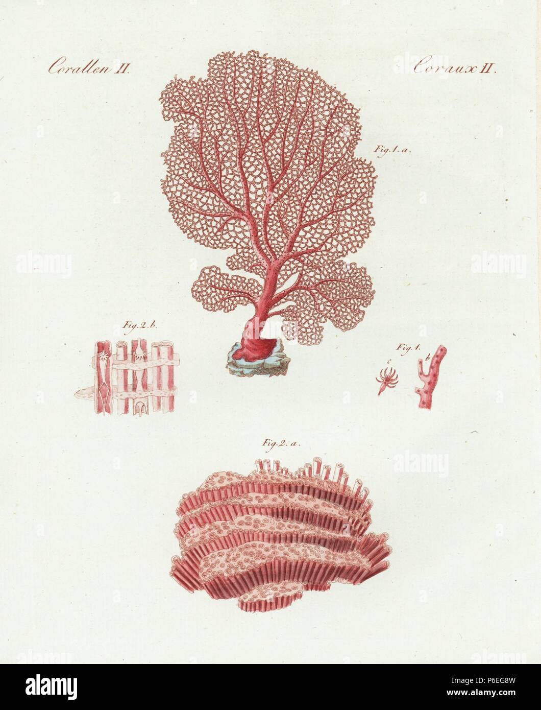 Organ pipe coral hi-res stock photography and images - Alamy