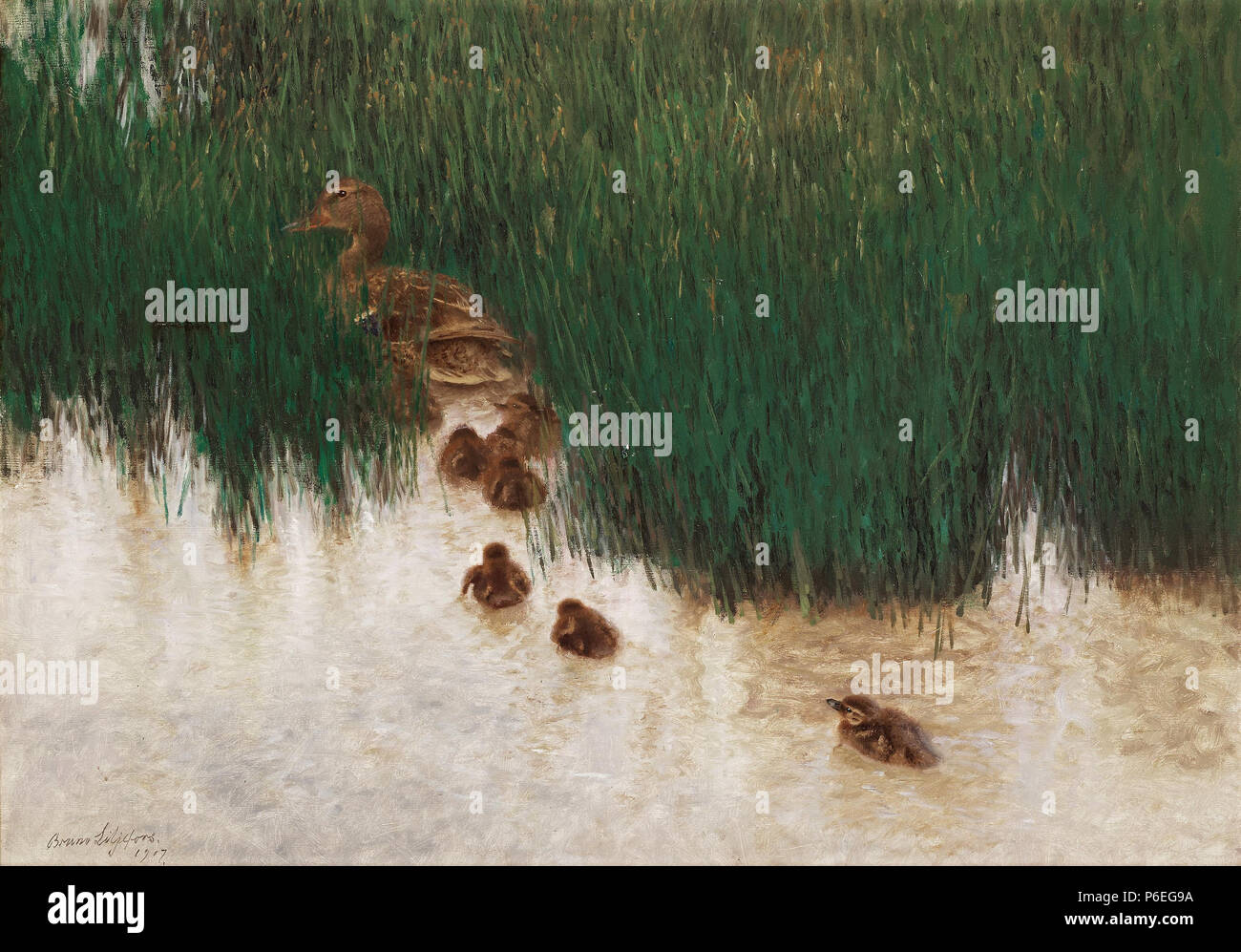 . Svenska: Andfamilj i vass English: Duck family among reeds 1917 8 ...
