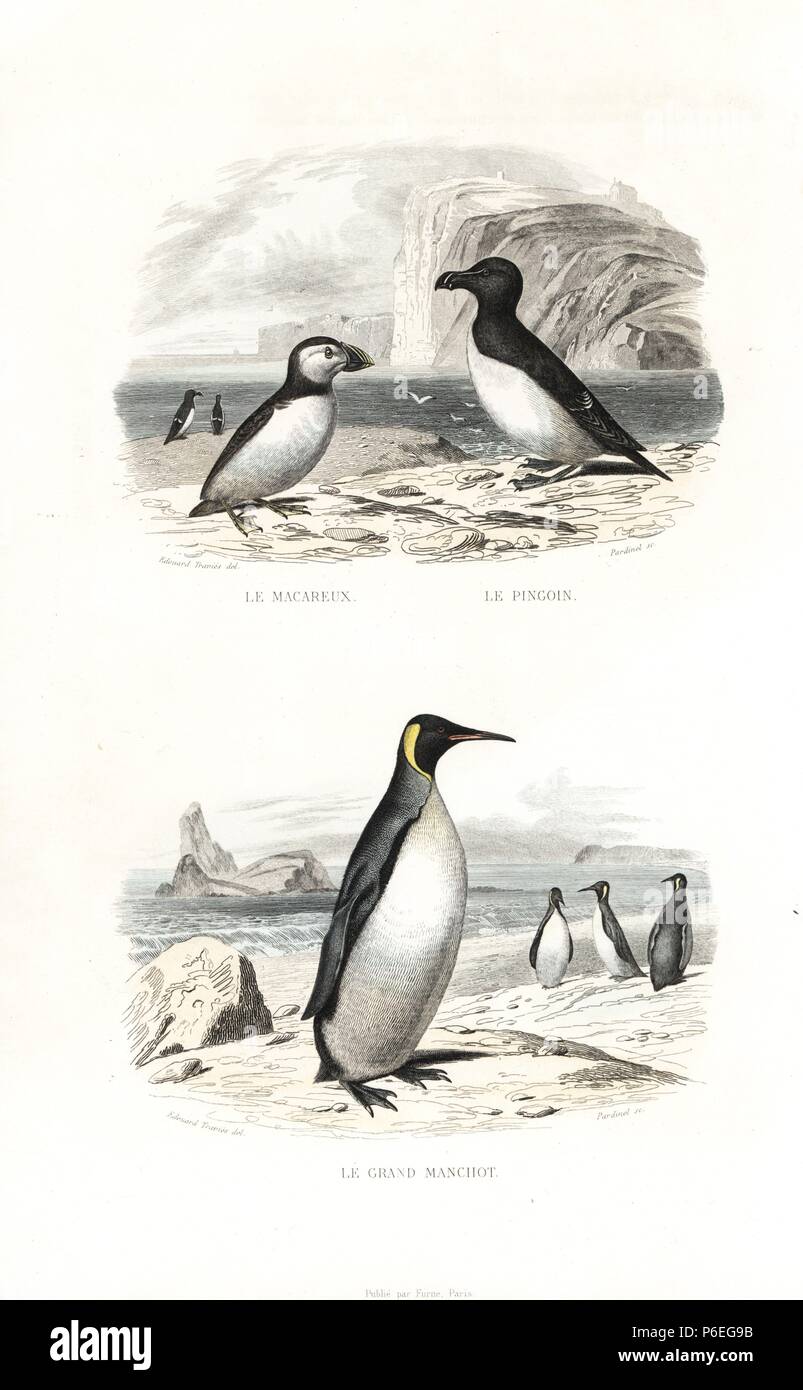 Puffin and razorbill Cut Out Stock Images & Pictures - Alamy