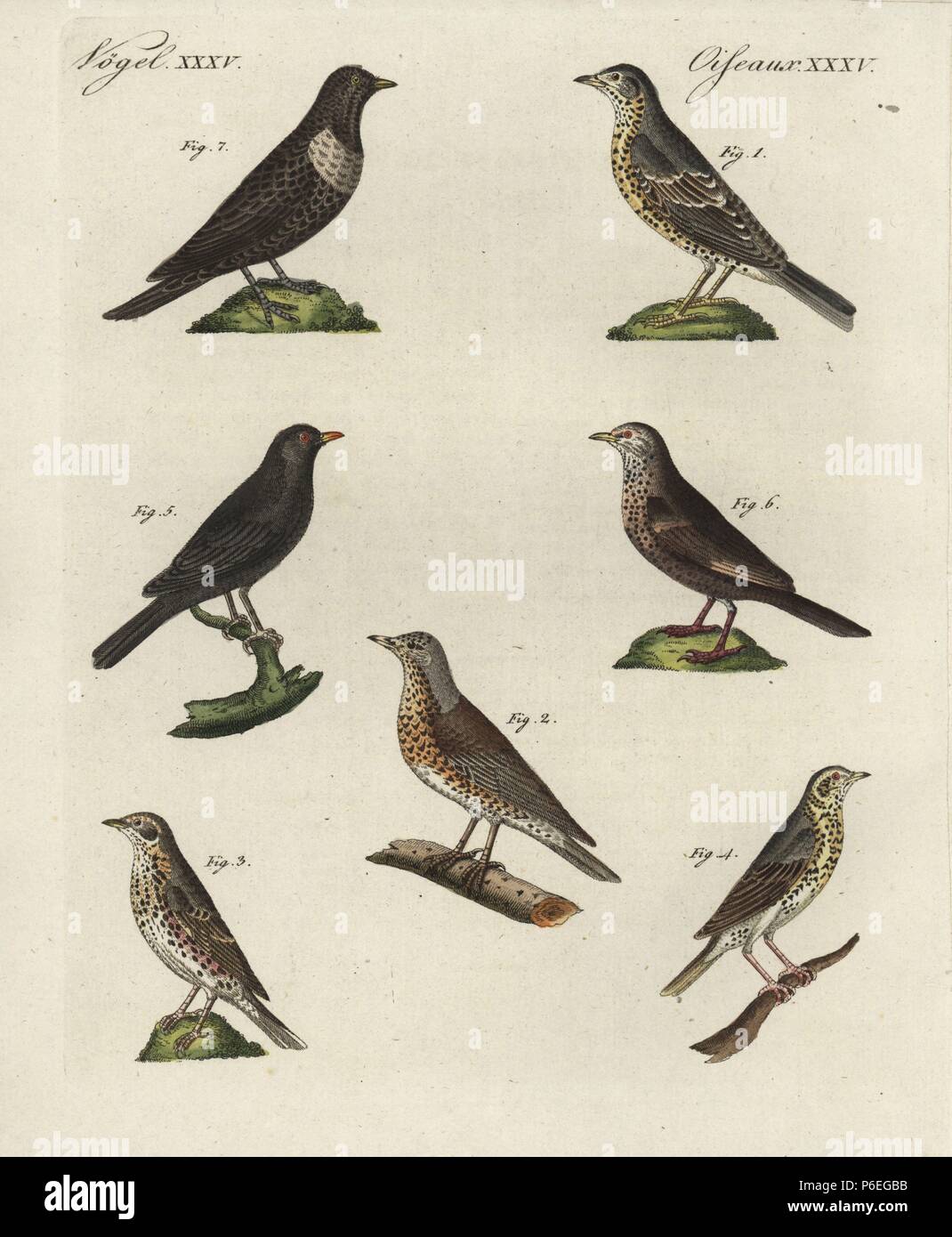 Redwing turdus musicus hi-res stock photography and images - Alamy