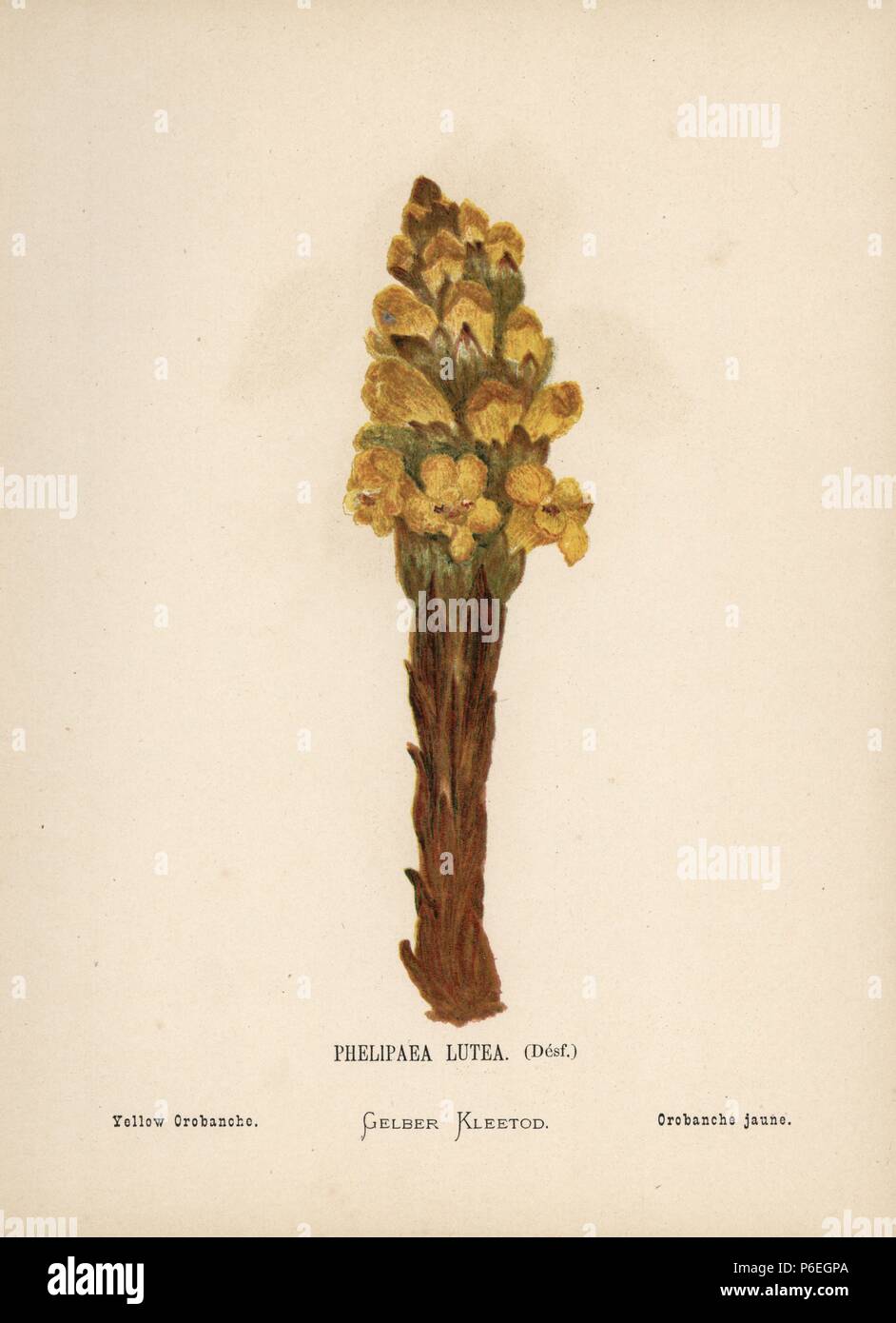 Yellow orobanche, Cistanche phelypaea, rare broomrape. Chromolithograph ...
