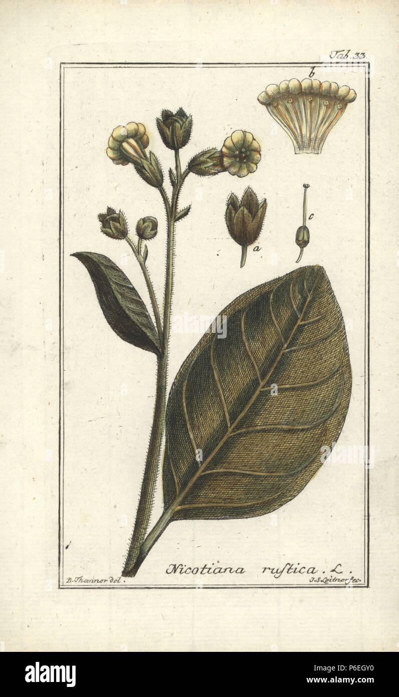 Mapacho tobacco, Nicotiana rustica. Handcoloured copperplate engraving ...