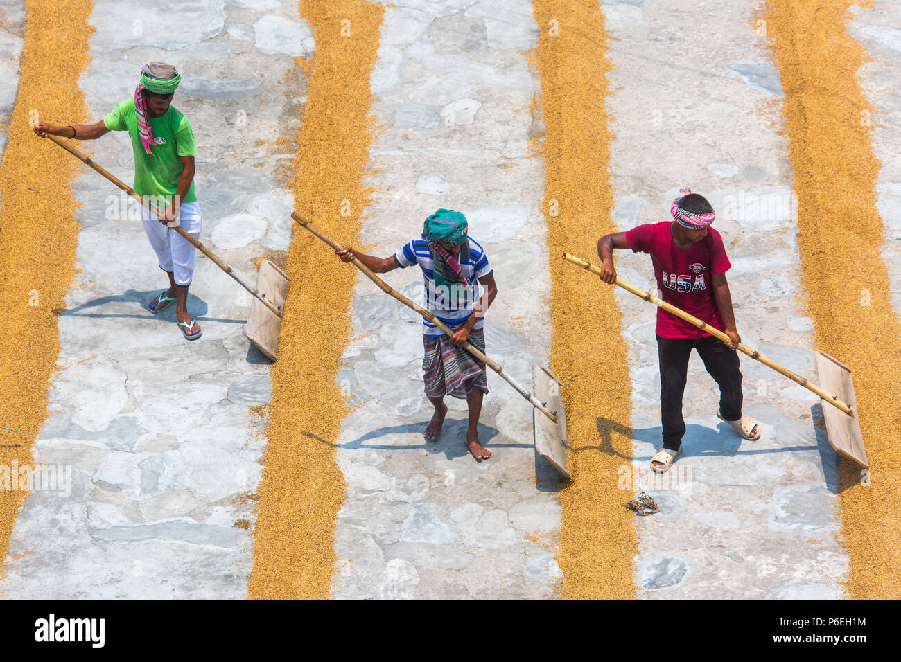 Rice paddy fields in bangladesh hi-res stock photography and images - Alamy