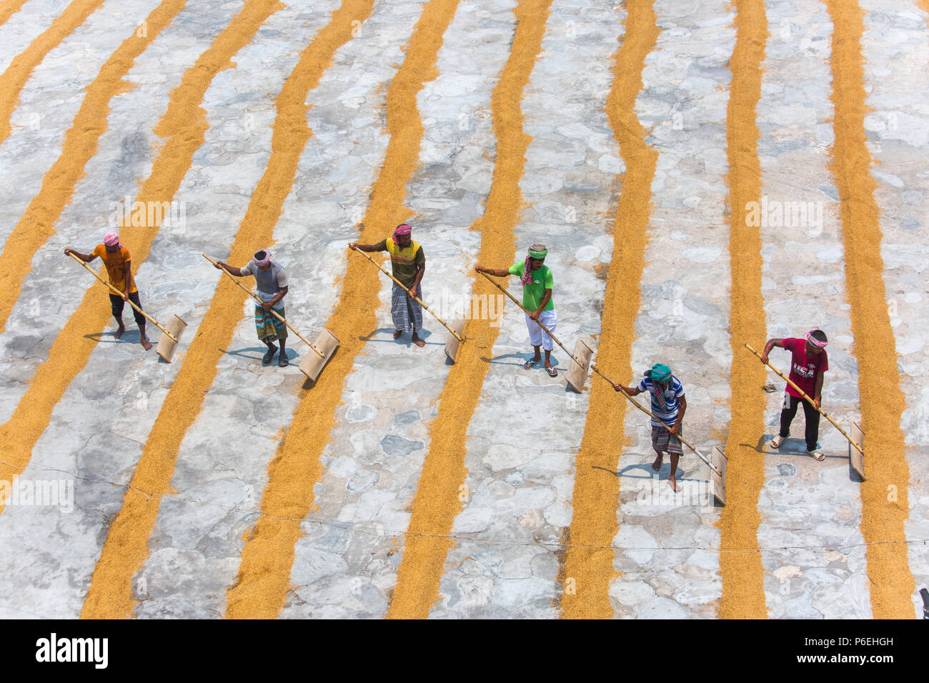 Very hot sun drying rice hi-res stock photography and images - Alamy