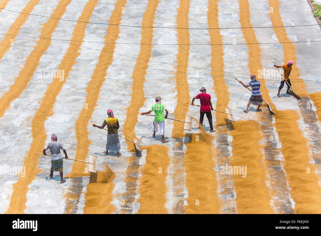 Very hot sun drying rice hi-res stock photography and images - Alamy