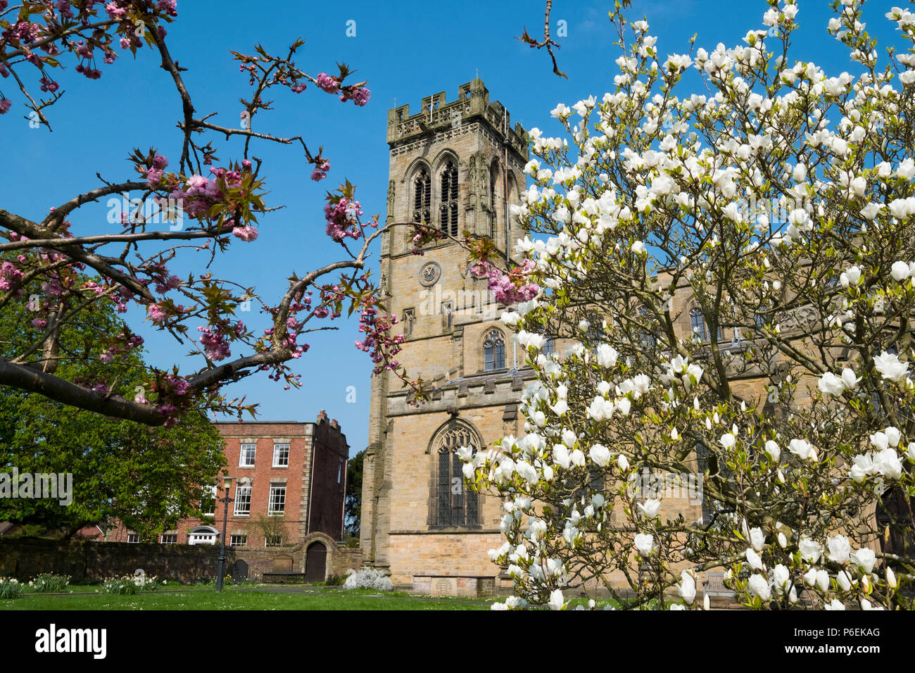 Spring blossom at All Saints Church, Broseley,Shropshire, England, UK ...