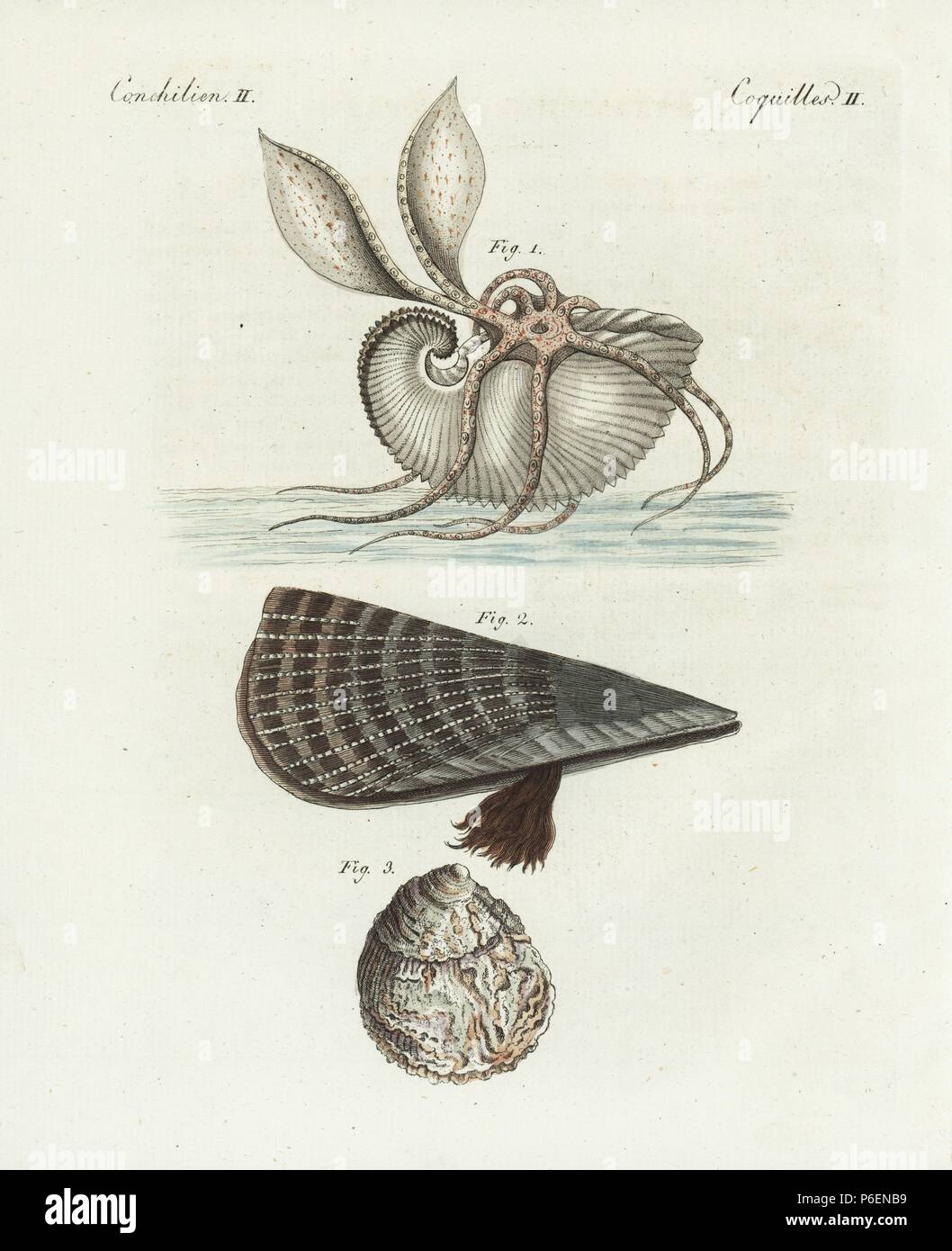 Argonauta hi-res stock photography and images - Alamy