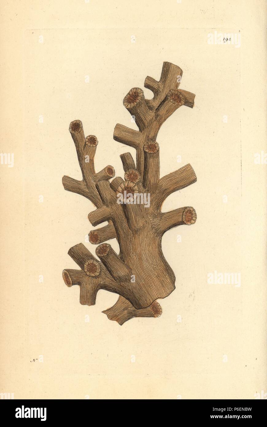 Dendrophyllia ramea, stony coral. Illustration signed N (Frederick ...