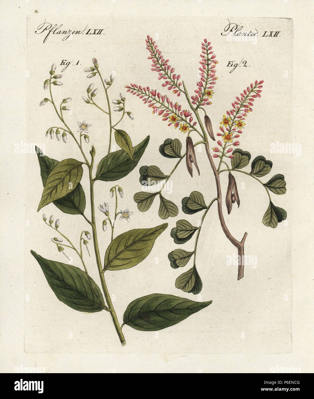 Logwood tree hi-res stock photography and images - Alamy