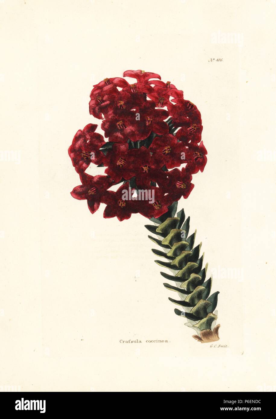 Red crassula, Crassula coccinea. Native of the Cape of Good Hope, South ...