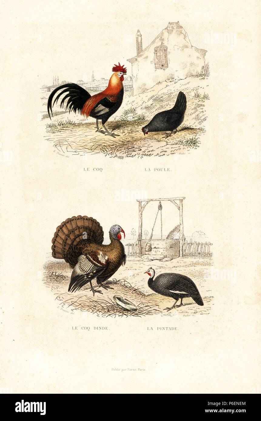 Gallus Gallus Domesticus Engraving High Resolution Stock Photography ...