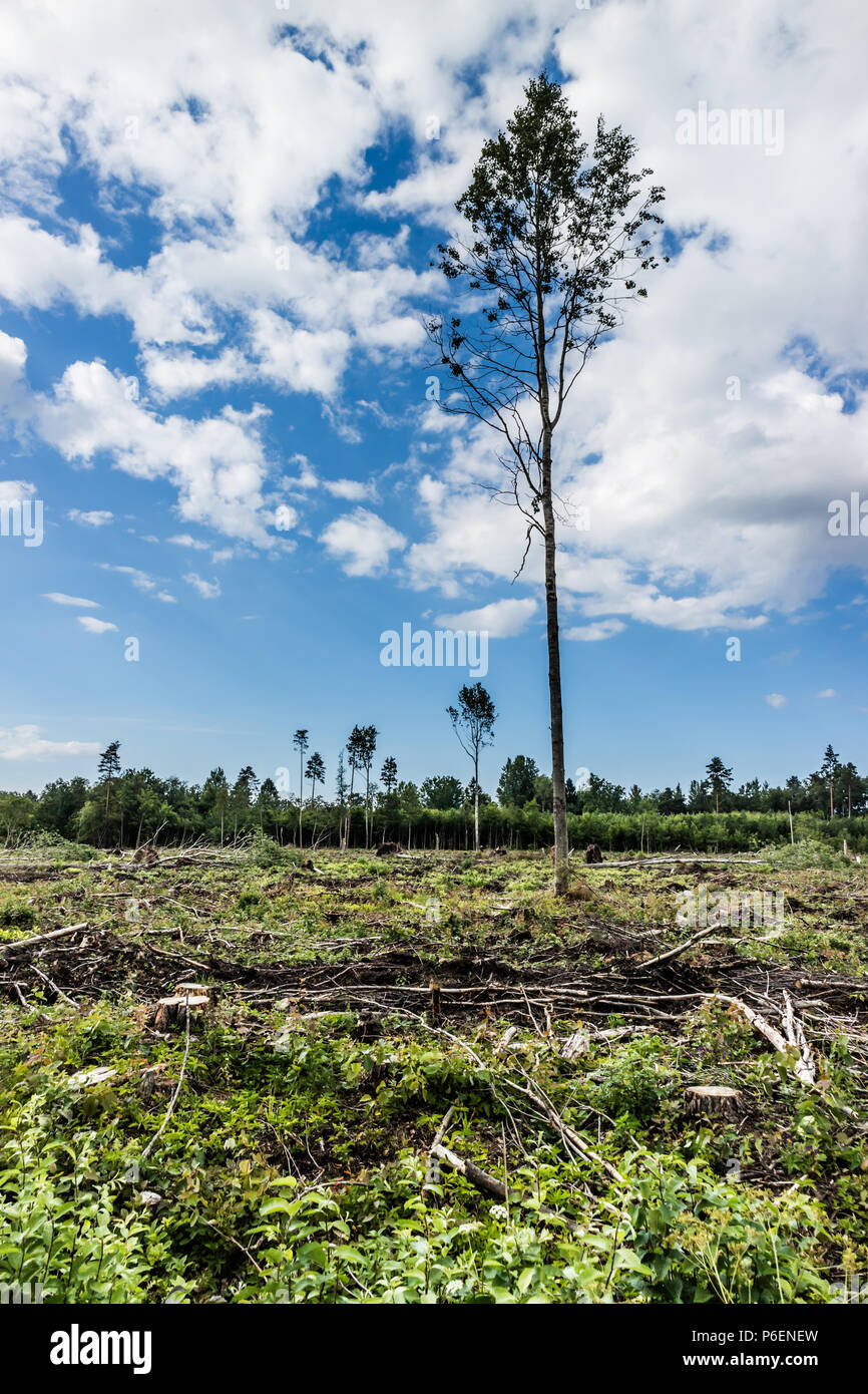 View to the field with cut down forest with some trees left Stock Photo ...
