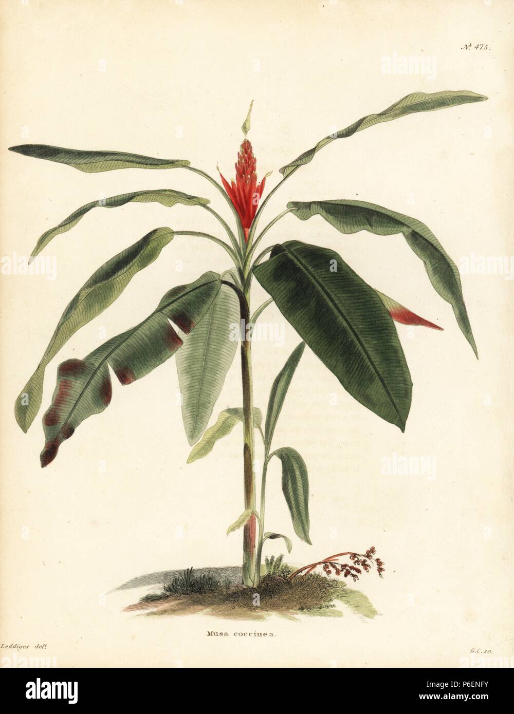 Scarlet banana tree, Musa coccinea. Handcoloured copperplate engraving ...