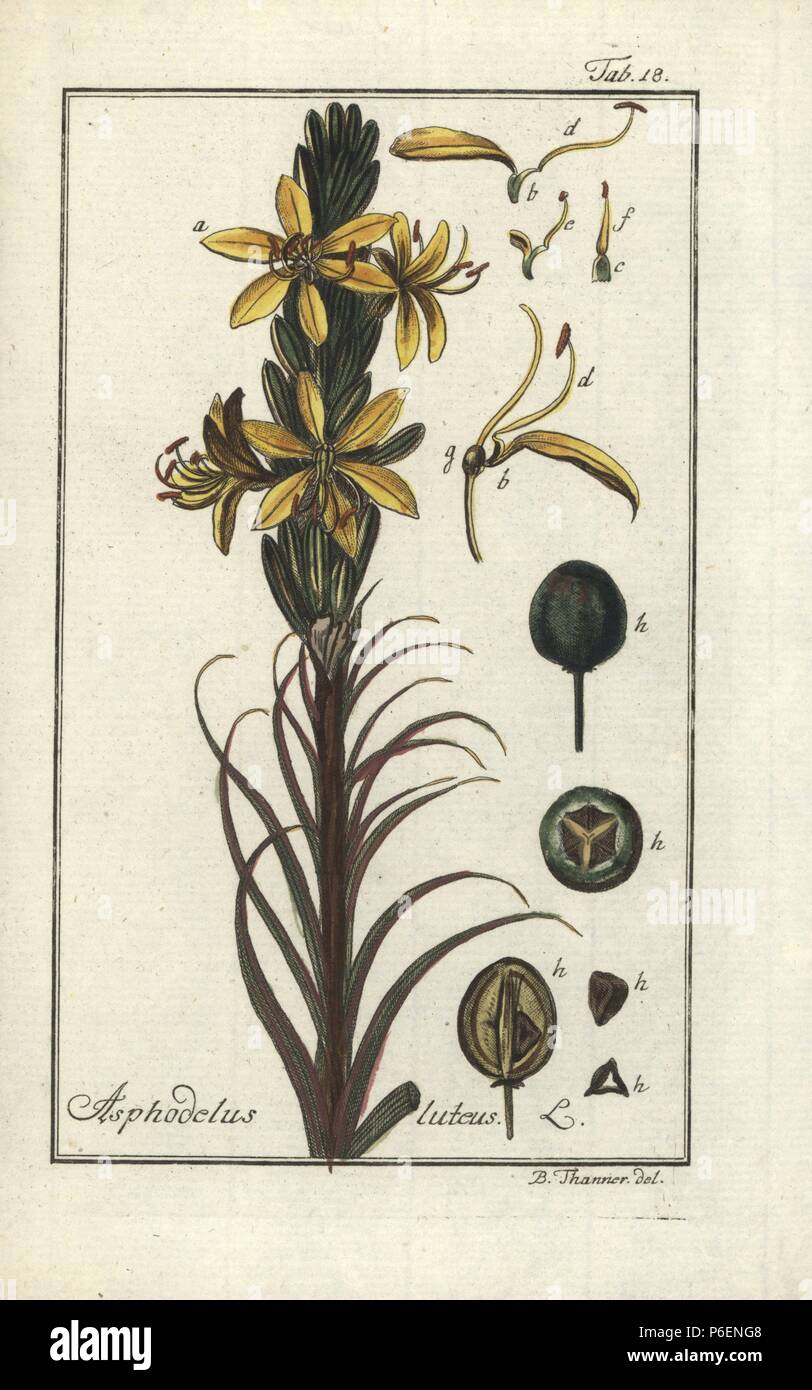 King's spear or yellow asphodel, Asphodeline lutea. Handcoloured ...
