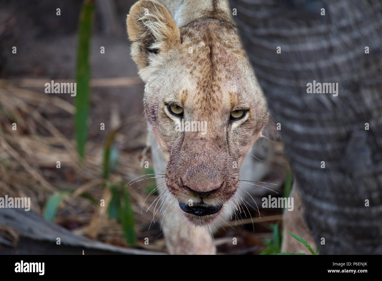 Lioness stares menacingly at the camera, her purplish colour comes form ...