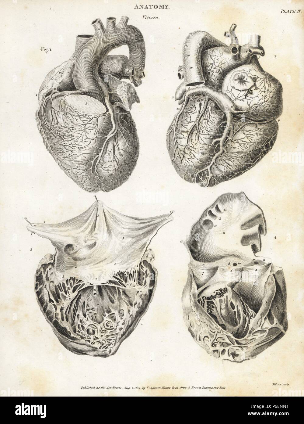Anatomy of the human heart. Copperplate engraving by Milton from ...