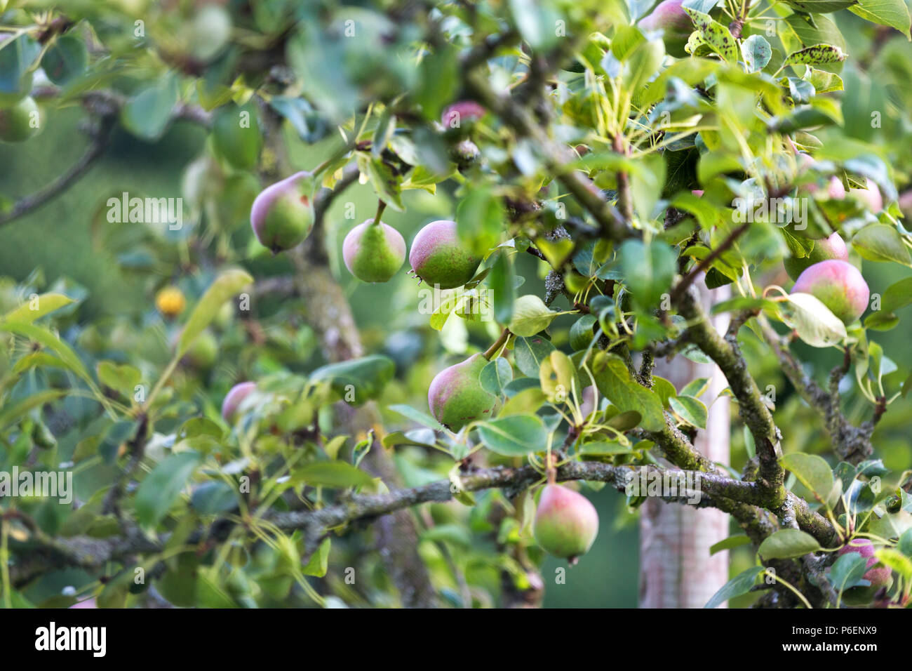 Pear tree in the garden hi-res stock photography and images - Alamy
