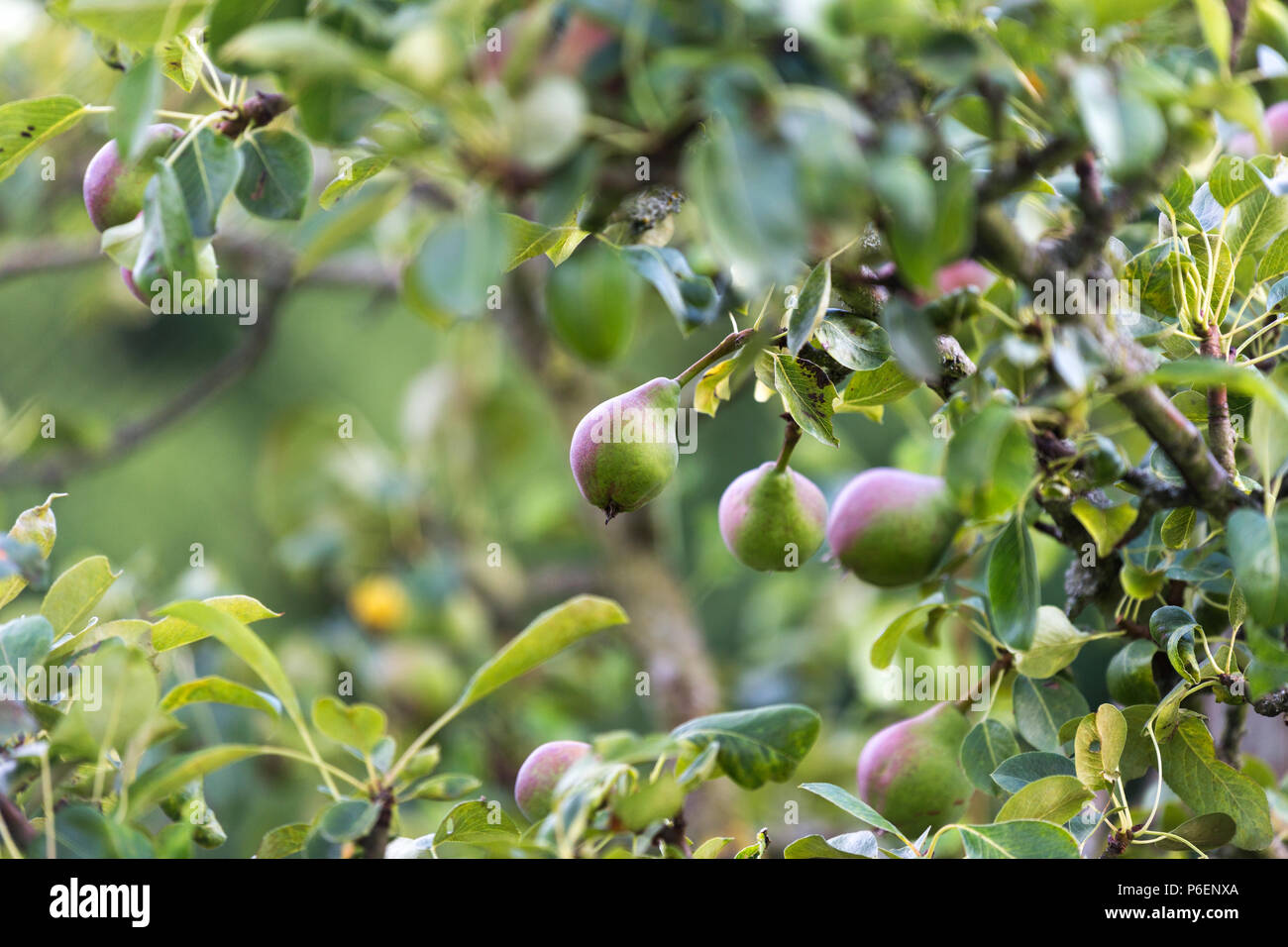 pear tree in the garden Stock Photo - Alamy