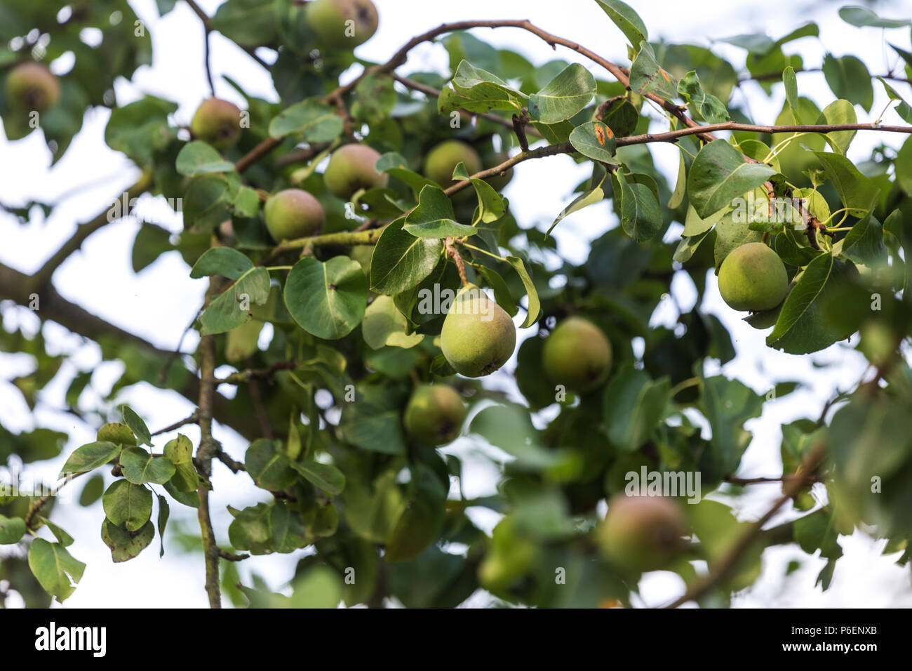 Pear tree in the garden hi-res stock photography and images - Alamy