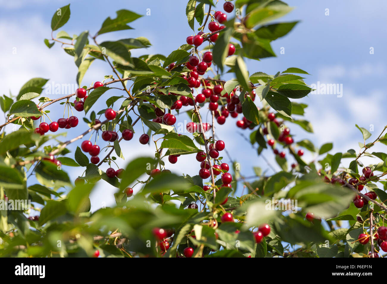 cherry tree in the summer Stock Photo - Alamy
