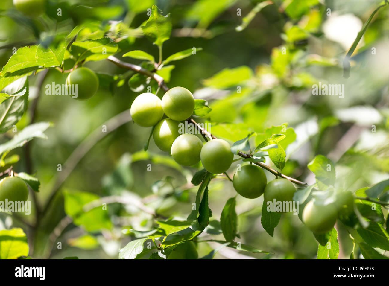 mirabelles tree in the garden Stock Photo - Alamy