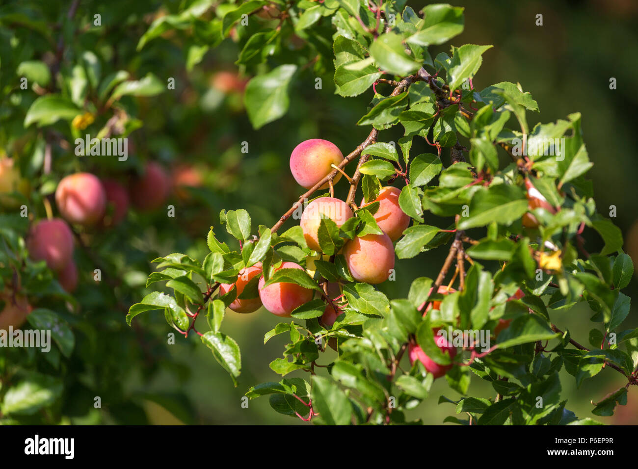 Ripe mirabelles hi-res stock photography and images - Alamy