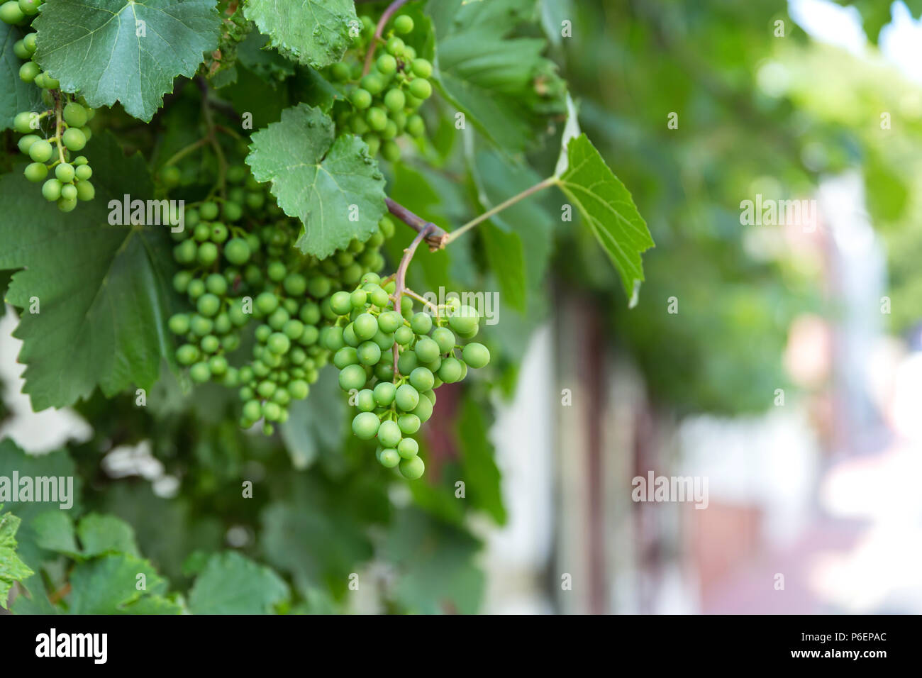 unripe Grapes on shrub in a village Stock Photo - Alamy