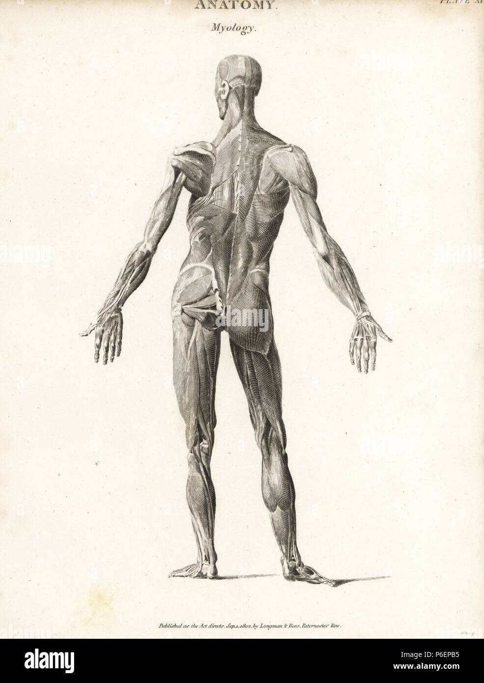 Myology hi-res stock photography and images - Alamy