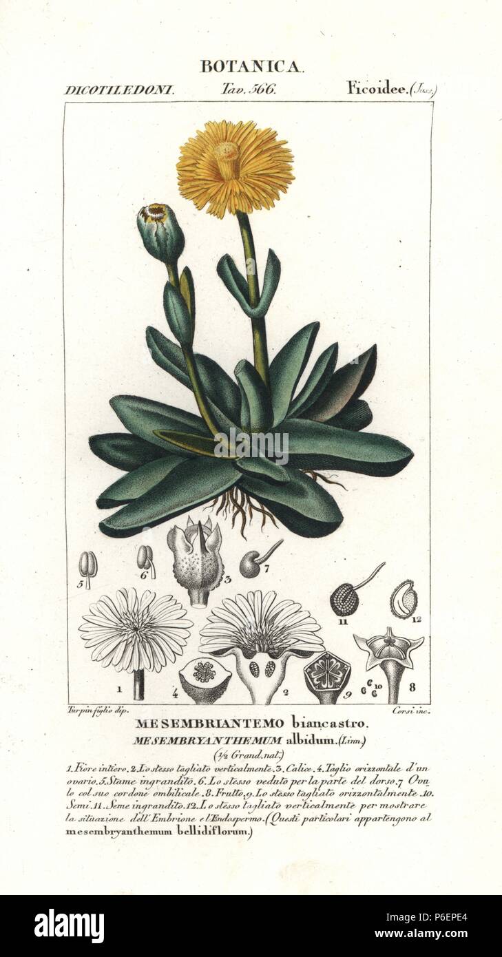 South african plant engraving hi-res stock photography and images - Alamy