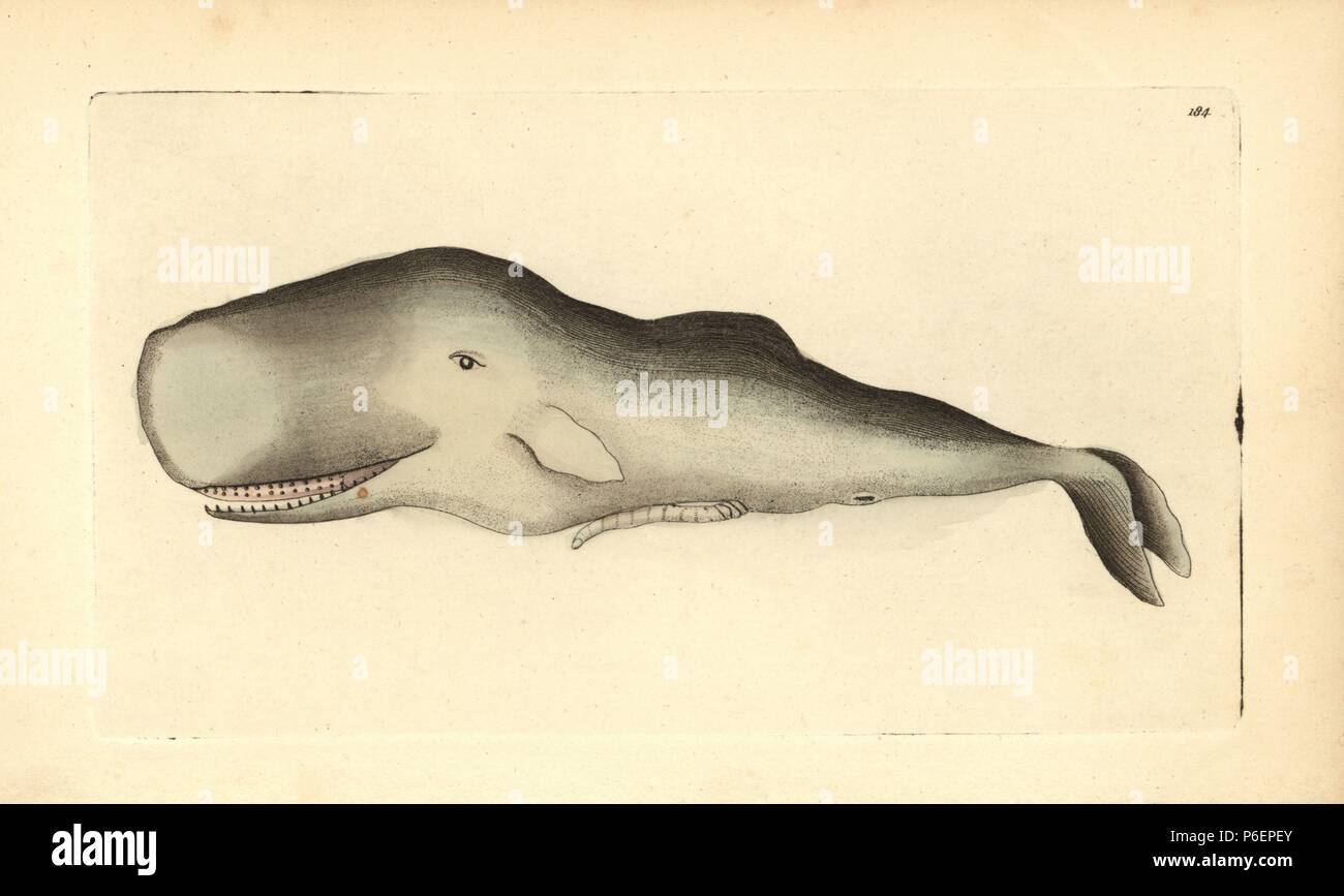 Sperm whale, Physeter macrocephalus. Vulnerable. Illustration signed SN ...