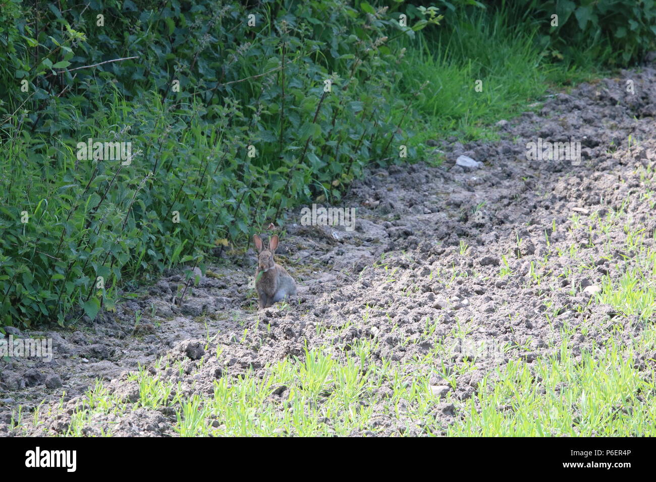 European rabbit (Oryctolagus cuniculus), North West England, United ...