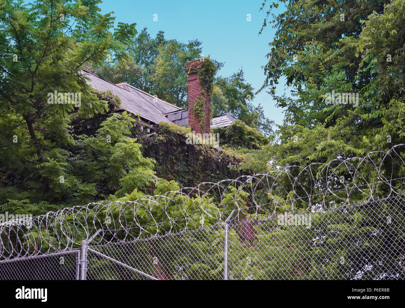 Growing kudzu hi-res stock photography and images - Alamy