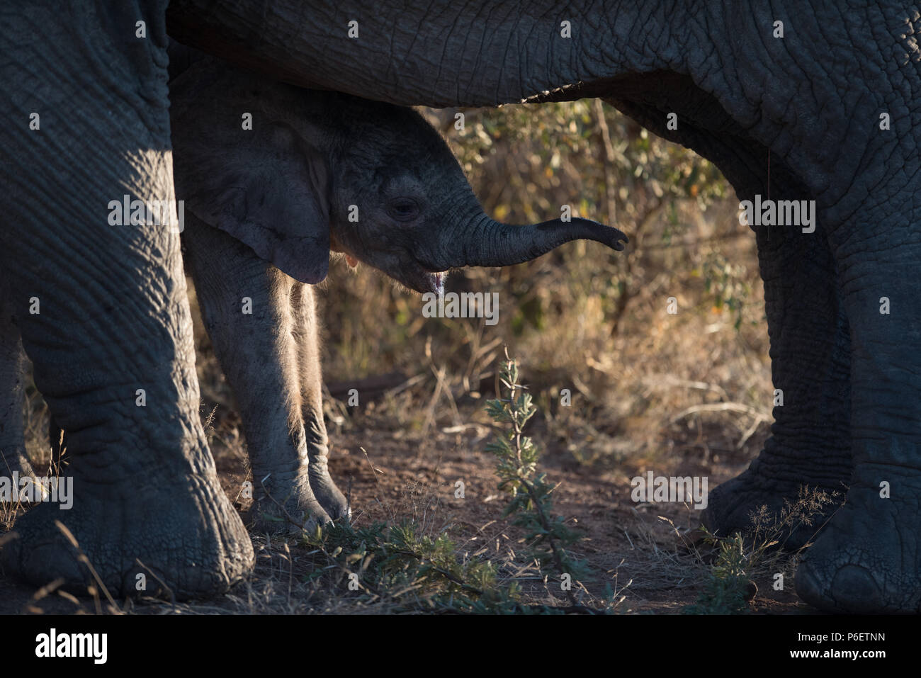 Caring for an elephant hi-res stock photography and images - Alamy